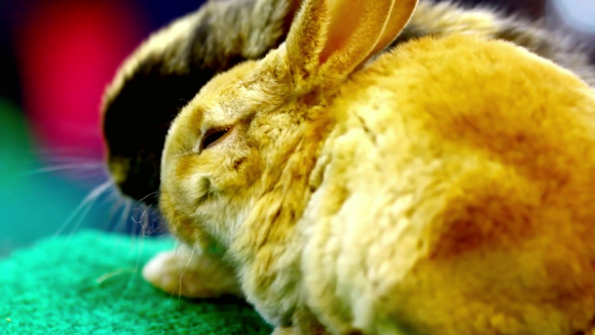 Two Adorable Rabbits Cuddling Together Stock Footage SBV-353019078 ...