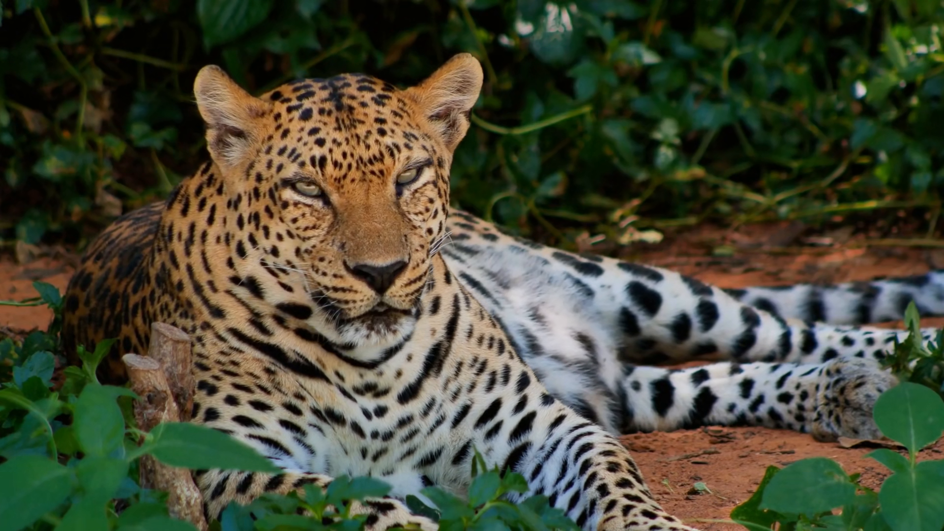 Leopard Resting In Shade Of Trees Wildlife Stock Footage SBV-353534054 ...