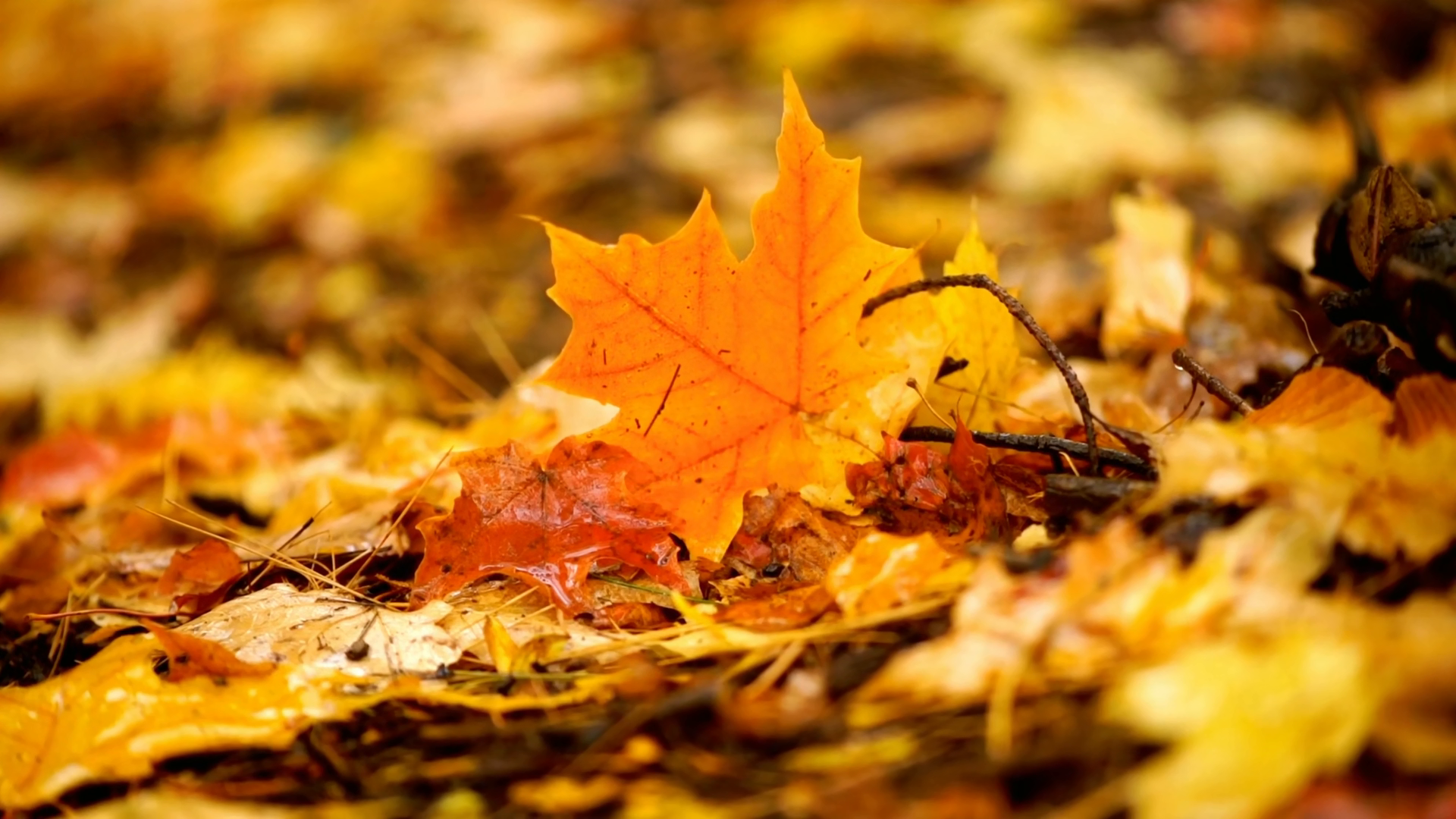 Autumn Leaves On Ground Shallow Focus Fall Stock Footage SBV-353560395 ...
