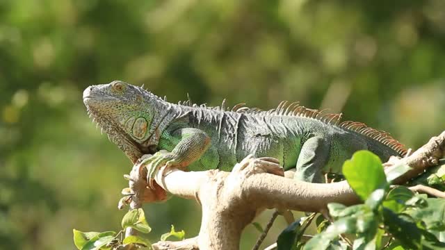 Green Iguana Morph Stock Footage: Royalty-Free Video Clips - Storyblocks
