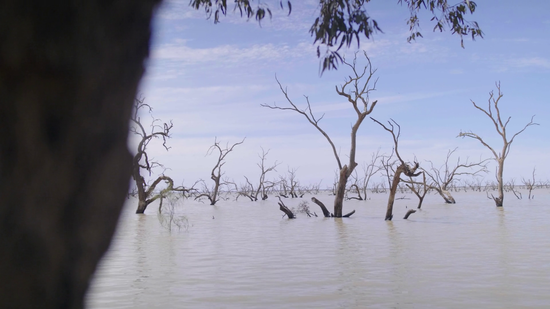Lake With Dead Trees In Water Pan Reveal Shot Stock Footage SBV ...