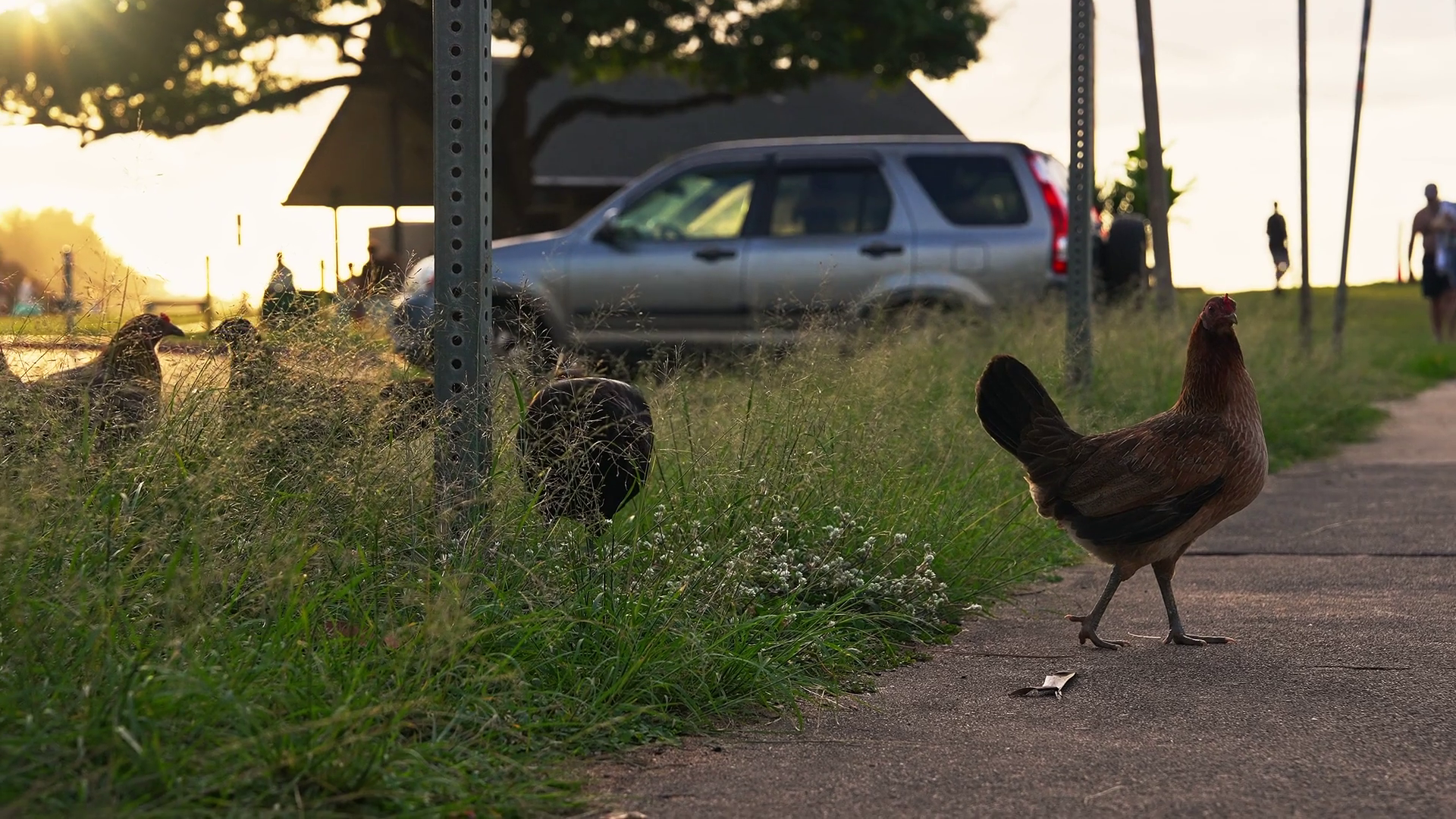 Chickens Roosters Forage On Grass Near Paved Stock Footage SBV ...