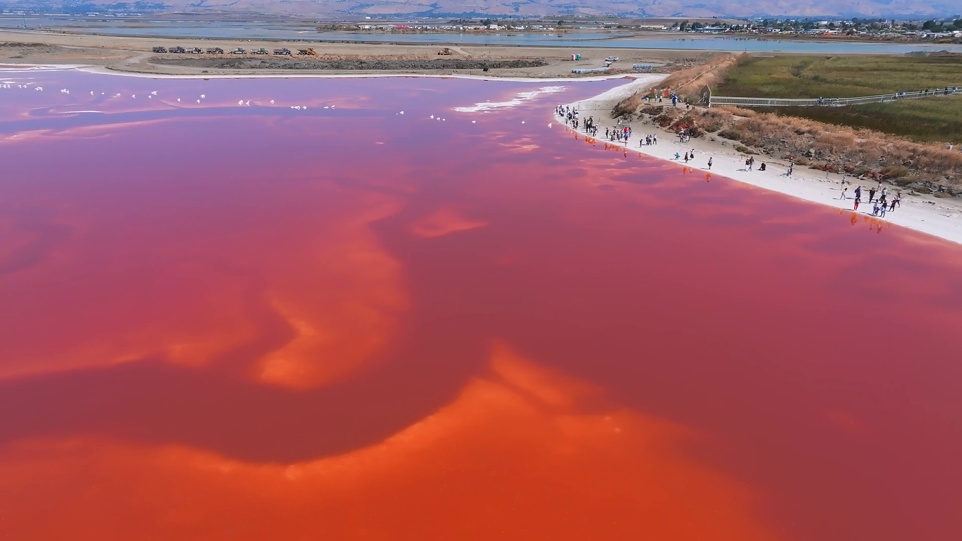 Pink Salt Ponds At Alviso Marina County Park Stock Footage SBV ...