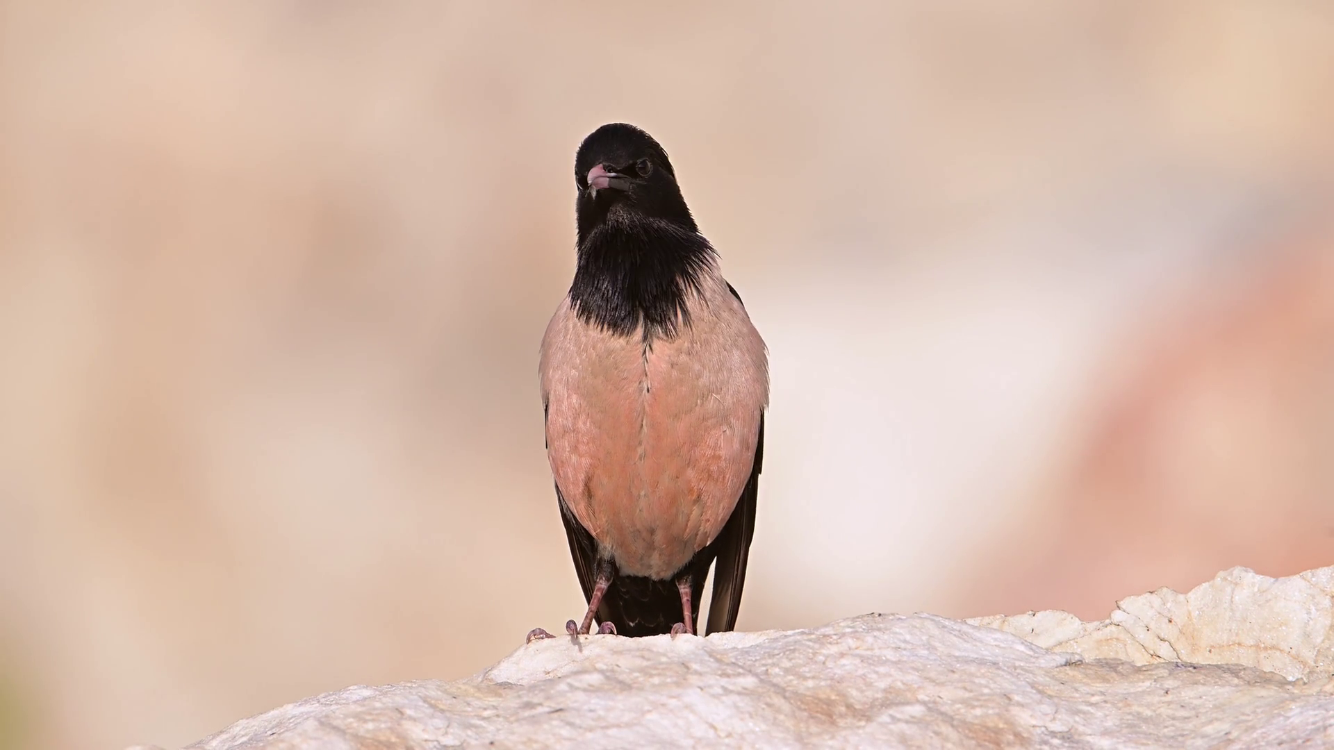 Rosy Starling Bird (pastor Roseus) Standing Stock Footage SBV-347790348 ...