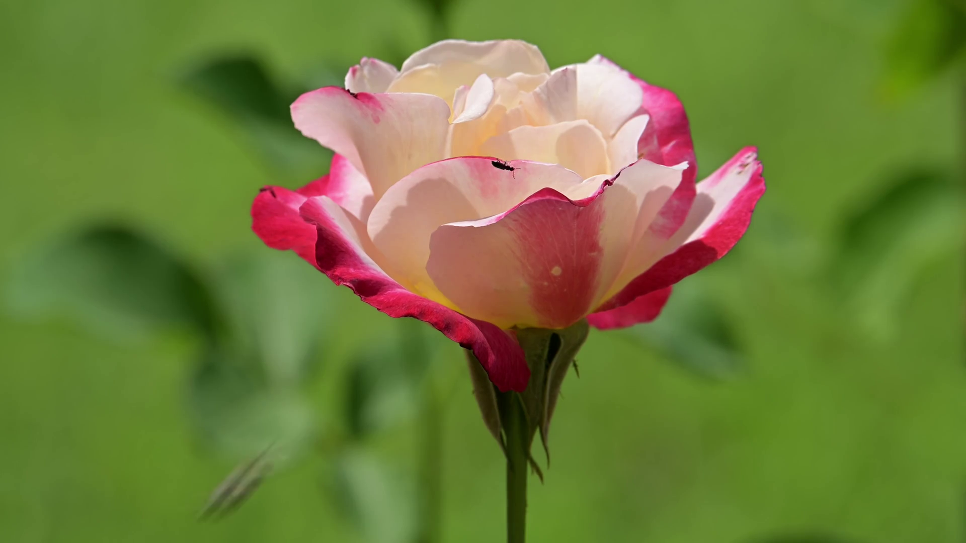 Rose Swaying Wind Close-up Stock Footage SBV-348401402 - Storyblocks