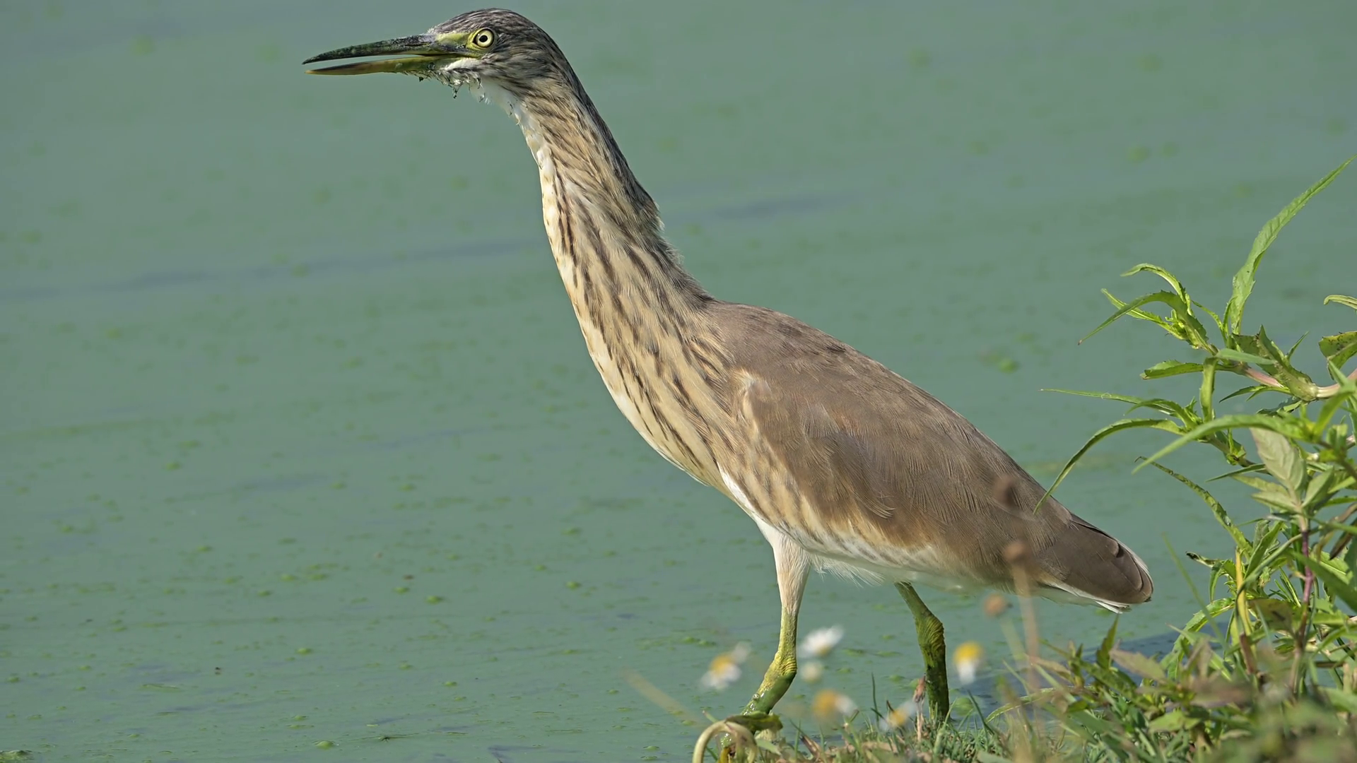 Bird Juvenile Squacco Heron (ardeola Stock Footage SBV-347794550 ...