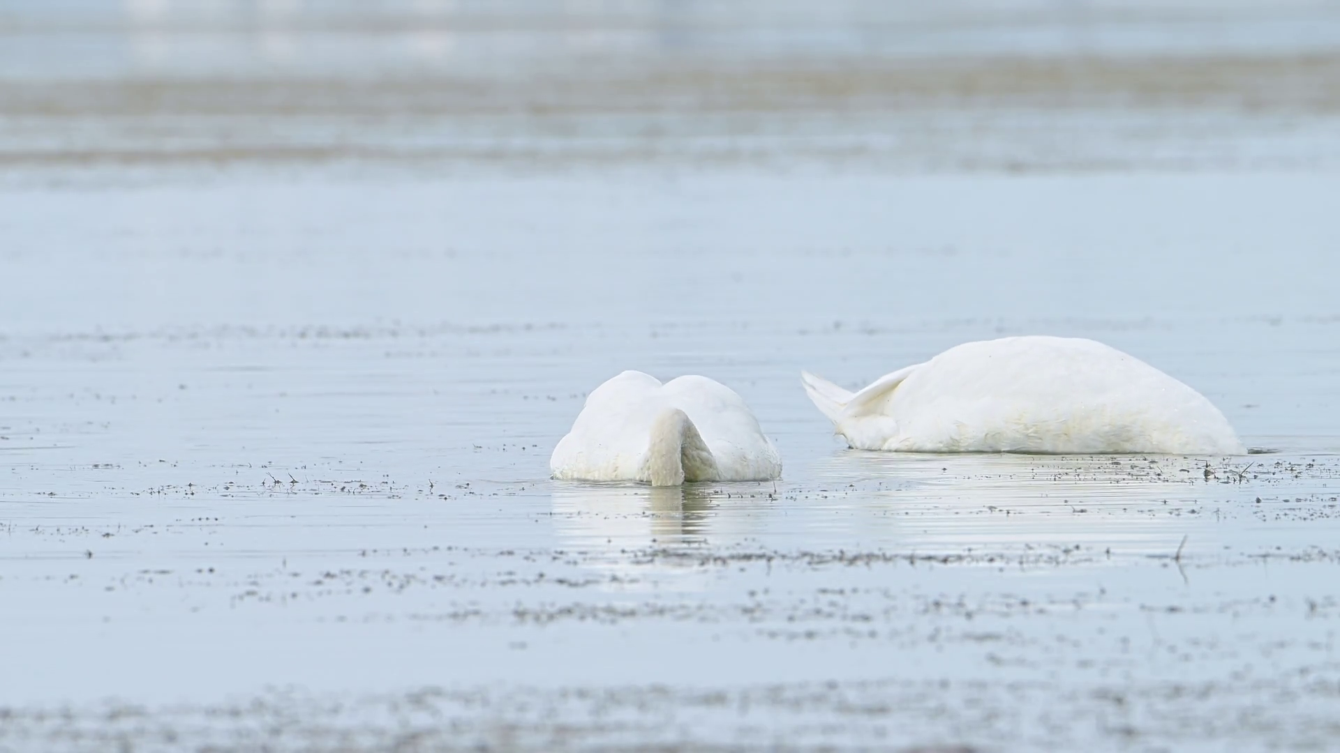 Swan Birds Couple Of Mute Swans Eating Algae Stock Footage SBV ...