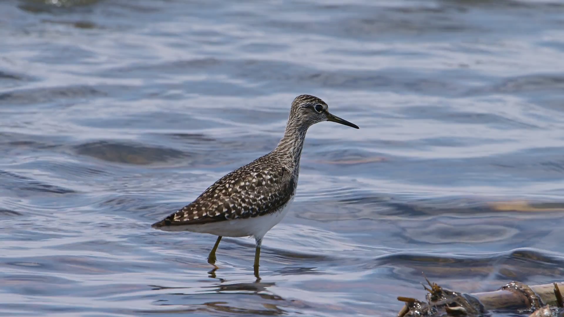 Wood Sandpiper Bird (tringa Glareola) In Stock Footage SBV-347794015 ...