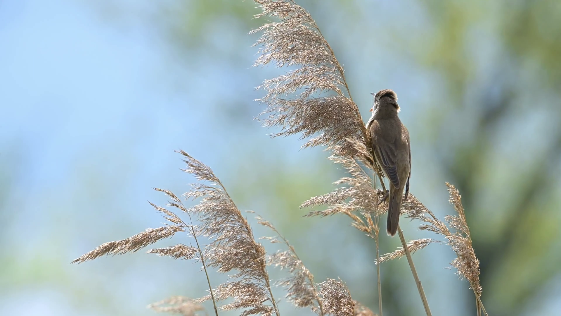 Great Reed Warbler Bird Singing On Reed Stock Footage SBV-348555208 ...