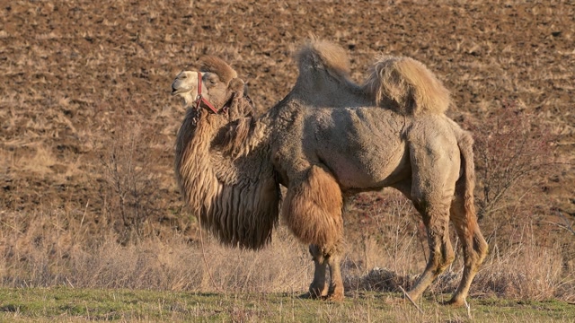 Central Asian Fauna Stock Footage: Royalty-Free Video Clips - Storyblocks