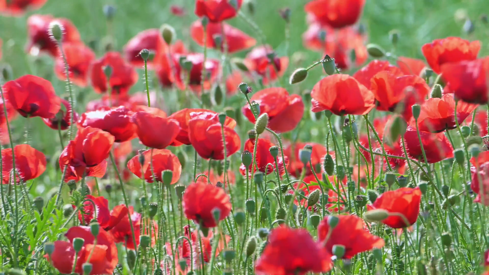 Poppy Flower Swaying Wind Stock Footage SBV-352295502 - Storyblocks