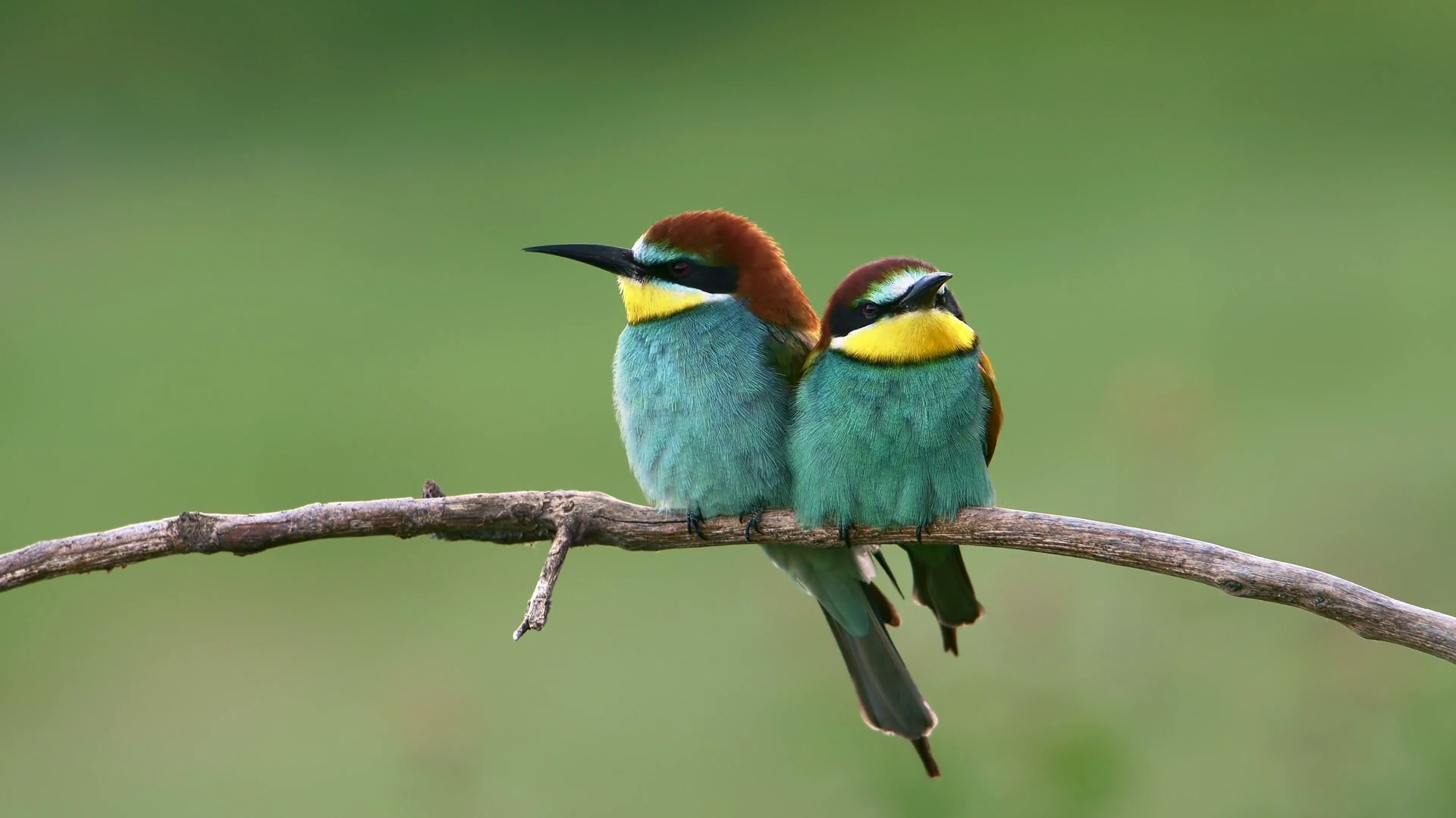 Two Cute Colorful European Bee-eater Birds Stock Footage SBV-347790308 ...