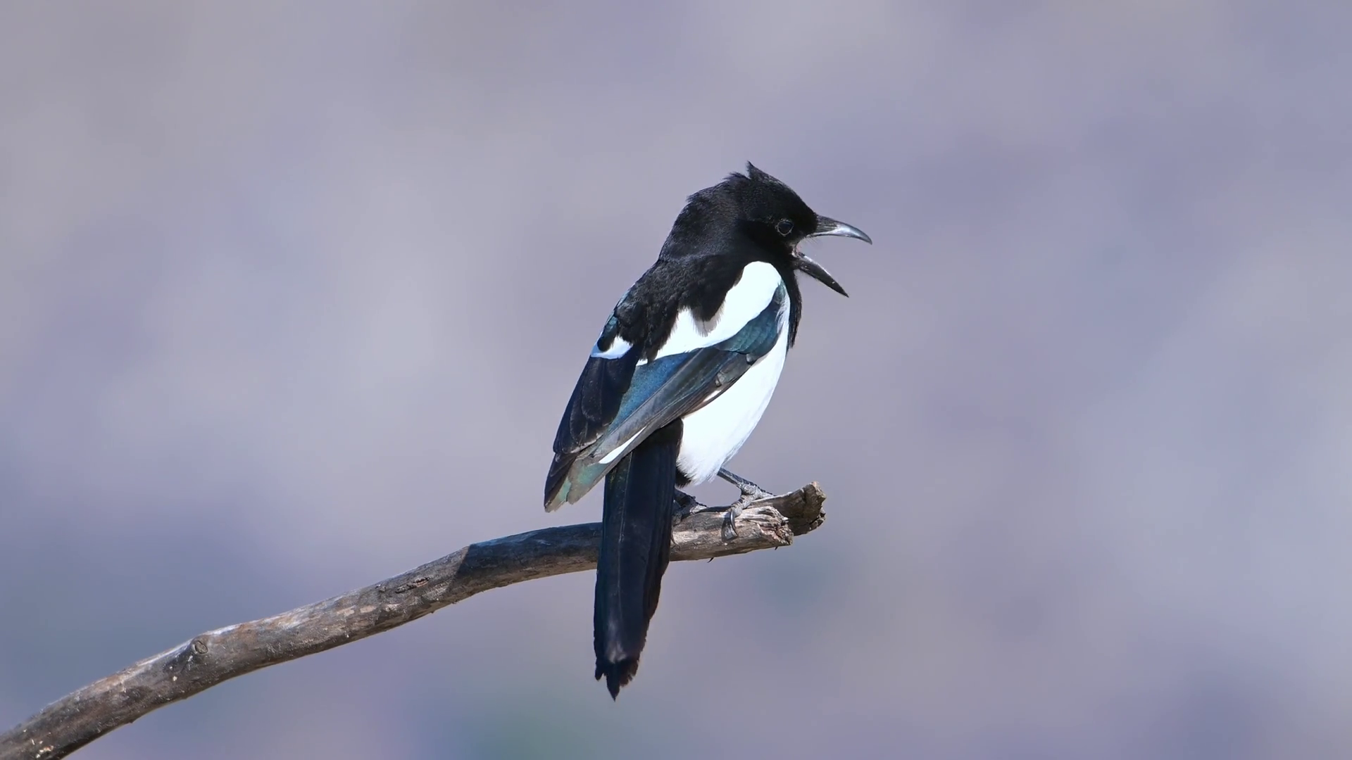 Bird Eurasian Magpie Common Magpie Perched Stock Footage SBV-348554954 ...