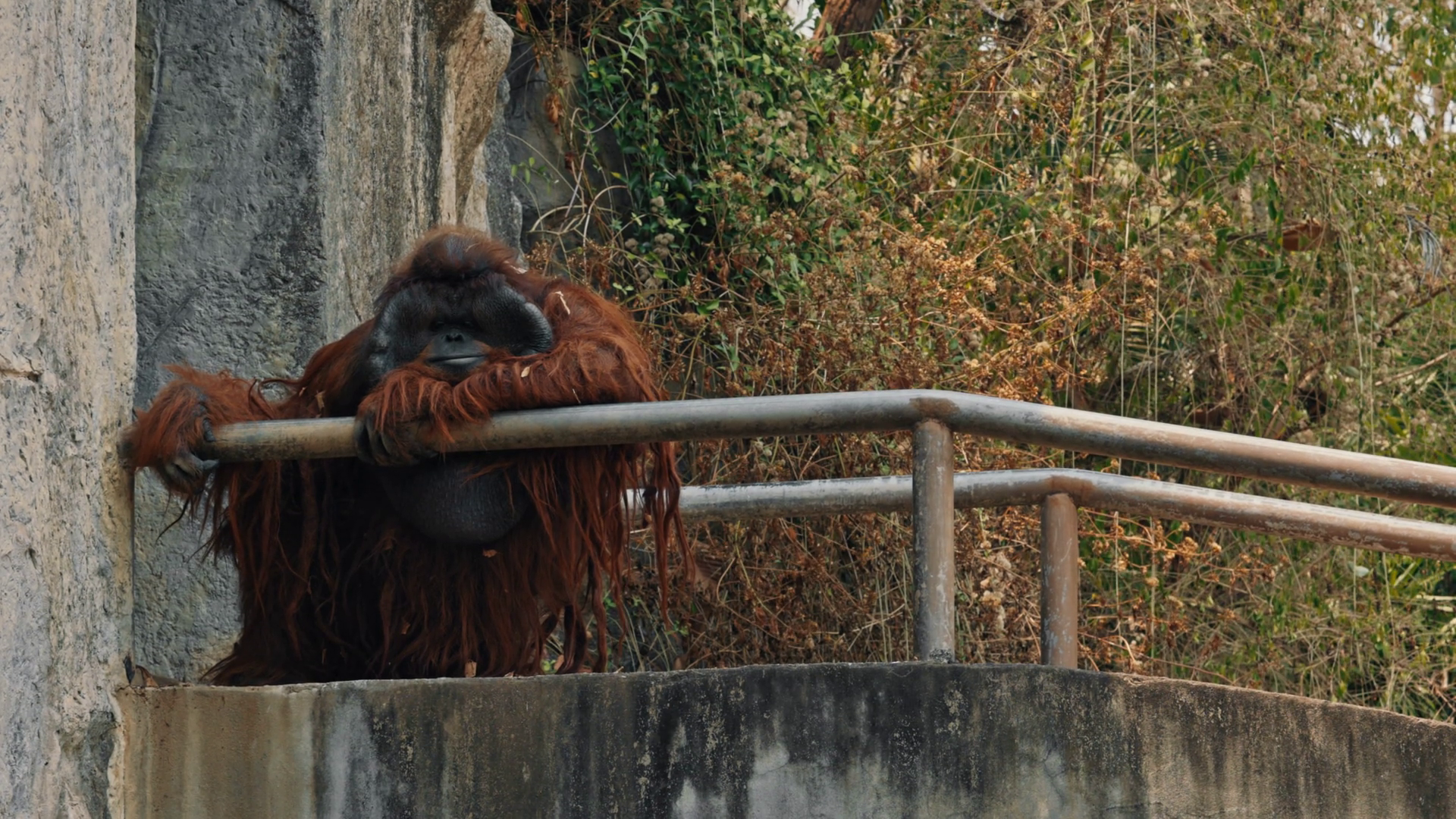Old Orangutan Resting Arm On Handrail Stock Footage SBV-351703257 ...