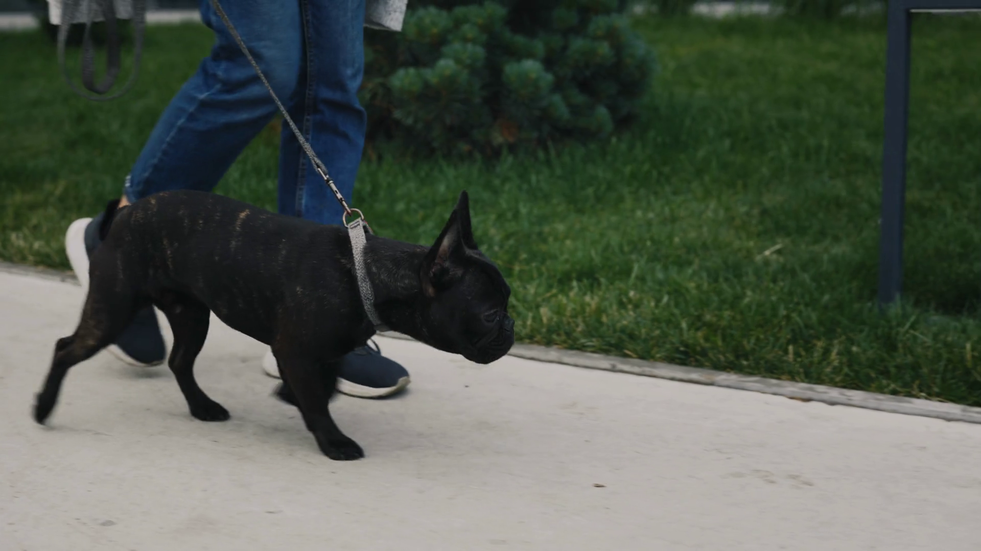 A Close-up View Of Dog Walking Near Owner Stock Footage SBV-347806948 ...