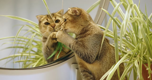 Indoor Reflection Stock Footage: Royalty-Free Video Clips - Storyblocks