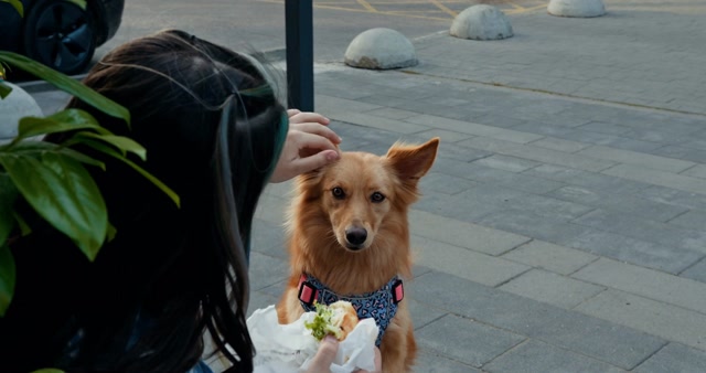 Dog Eating Human Food Stock Footage: Royalty-Free Video Clips - Storyblocks