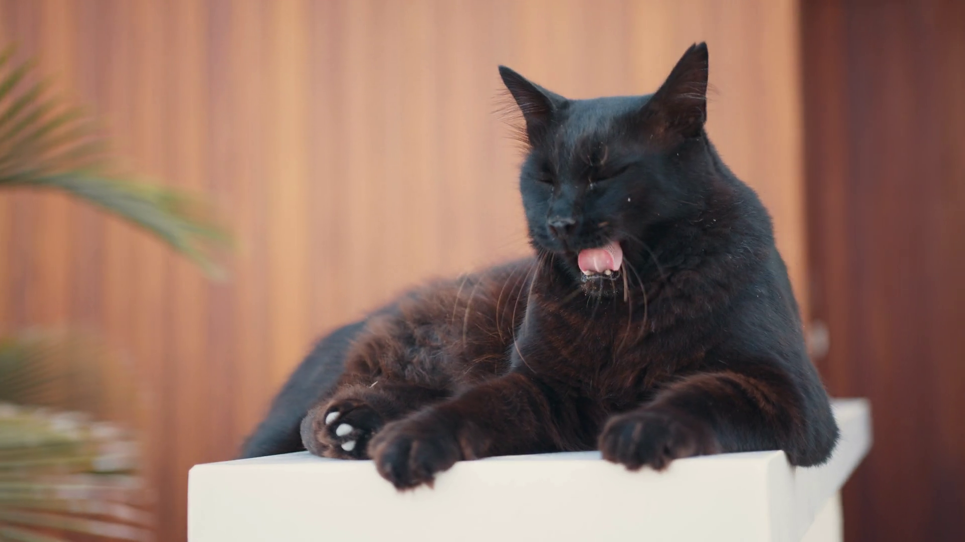 Black Cat Yawning Licking Paw Lying Outdoors Stock Footage SBV ...