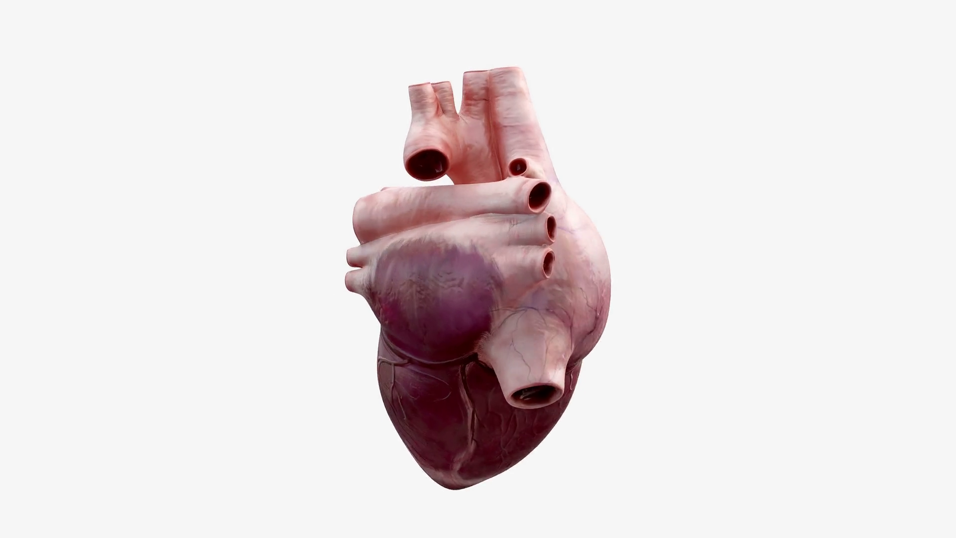 3d Animated Human Heart Stock Footage SBV-324429030 - Storyblocks