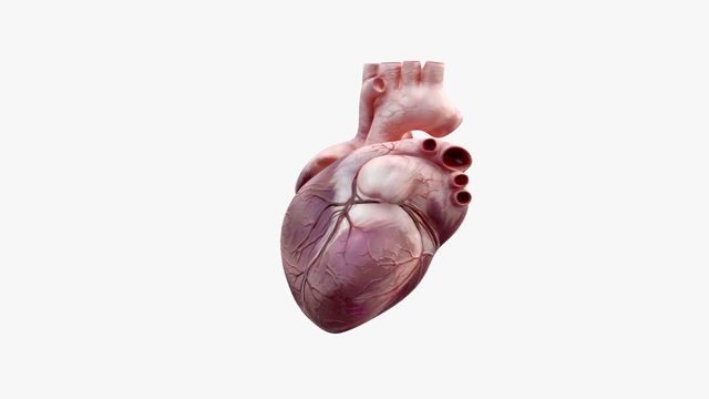 Human Heart Anatomy Stock Footage: Royalty-Free Video Clips - Storyblocks