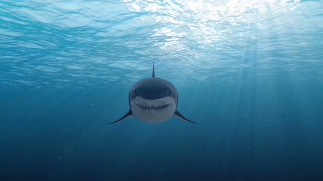 The Great White Shark Stock Footage: Royalty-Free Video Clips - Storyblocks