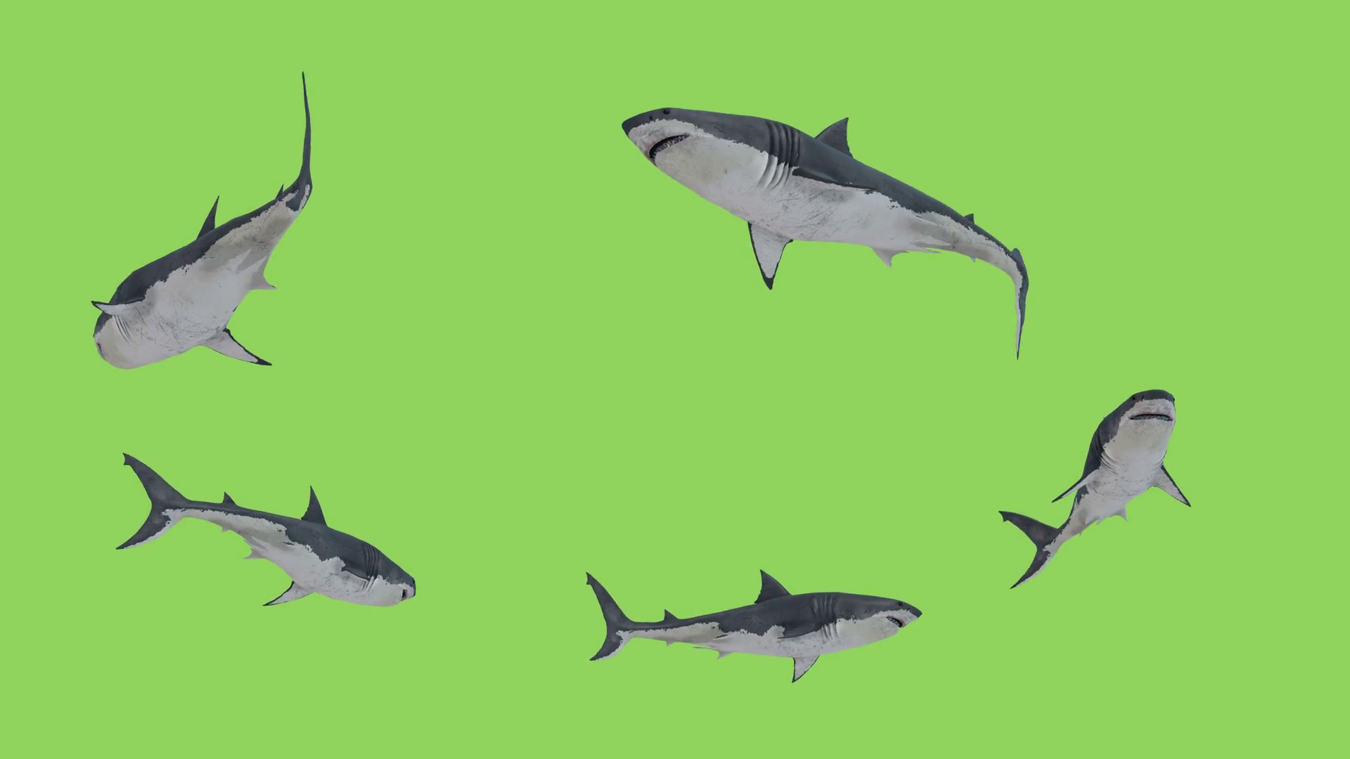 White Sharks in search of prey swims in a circle Stock Video Footage 00 ...