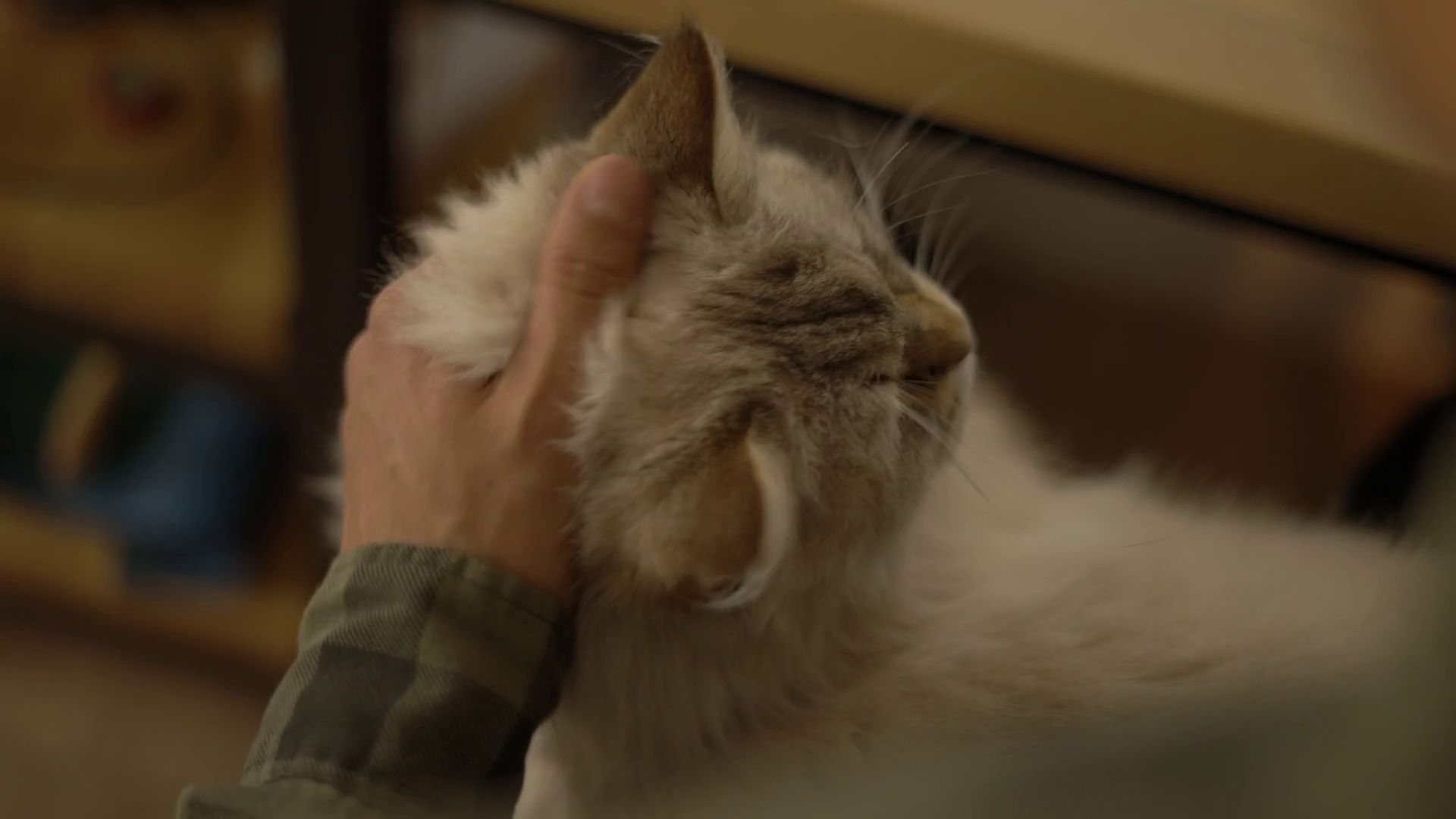 Man Petting White Fluffy Cat Stock Footage SBV-346729870 - Storyblocks