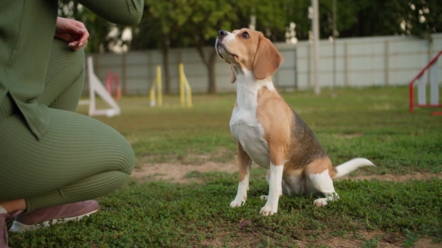 Dog Training Stock Footage: Royalty-Free Video Clips - Storyblocks
