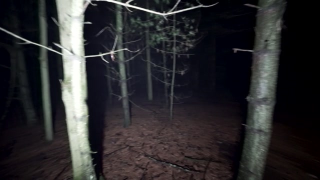 Creepy Forest At Night