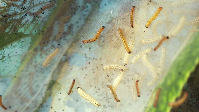 Porsite Stock Footage: Royalty-Free Video Clips - Storyblocks