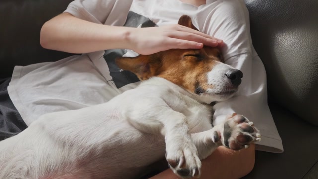 Home Cuddling Stock Footage: Royalty-Free Video Clips - Storyblocks