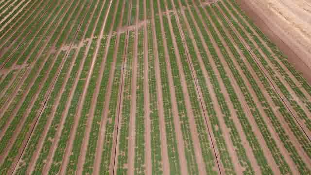 Drip Irrigation Israel Stock Footage: Royalty-Free Video Clips ...