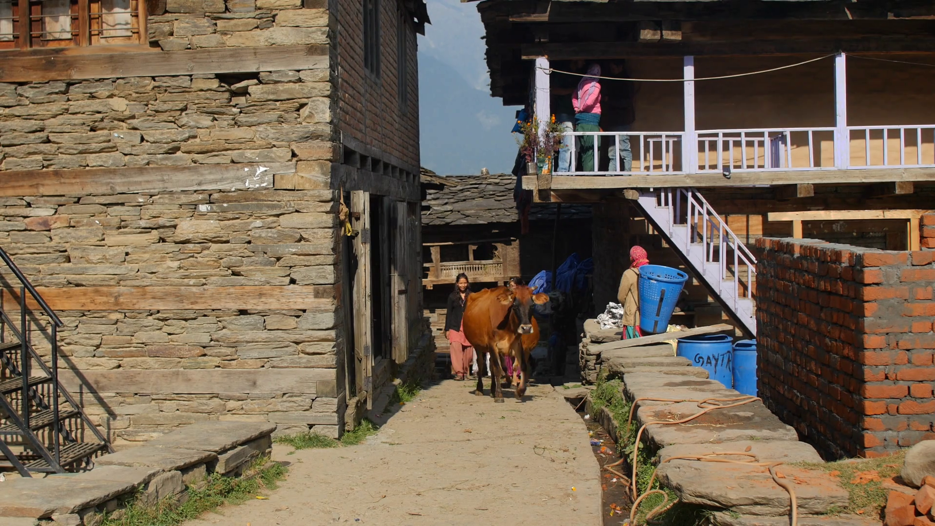 Manali India 28 Sept 2016 Indian Woman Leads The Cows In Indian