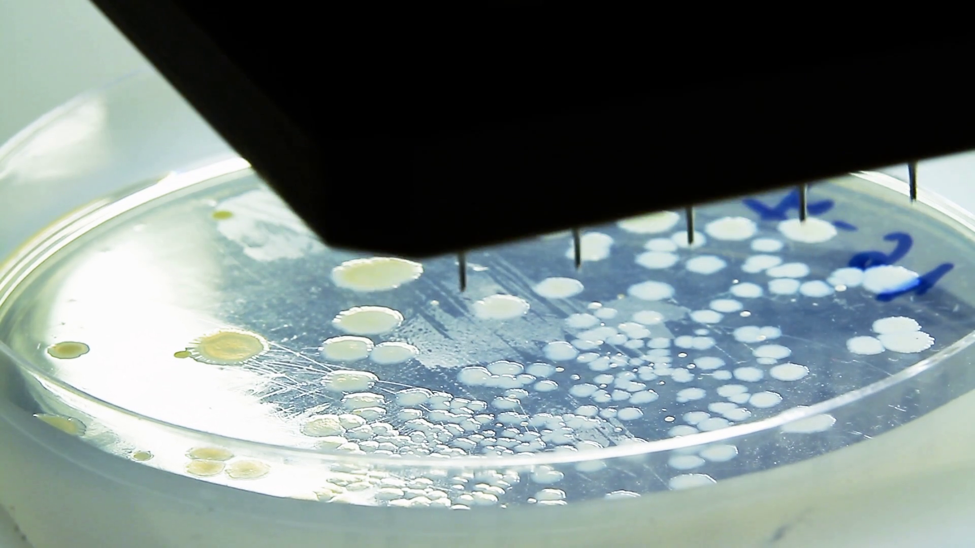 Laboratory tests of genetic material under microscopes Stock Video ...