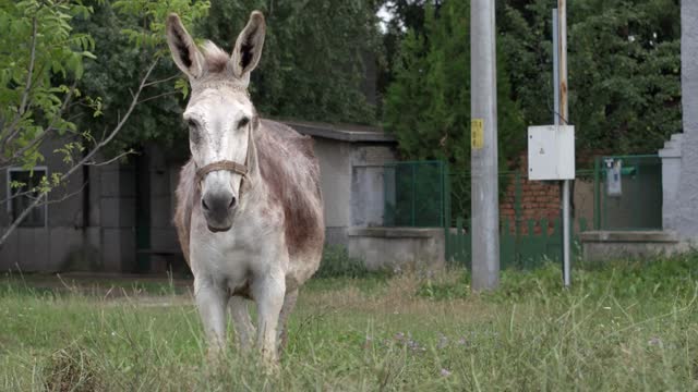 Home Donkey Stock Footage: Royalty-Free Video Clips - Storyblocks