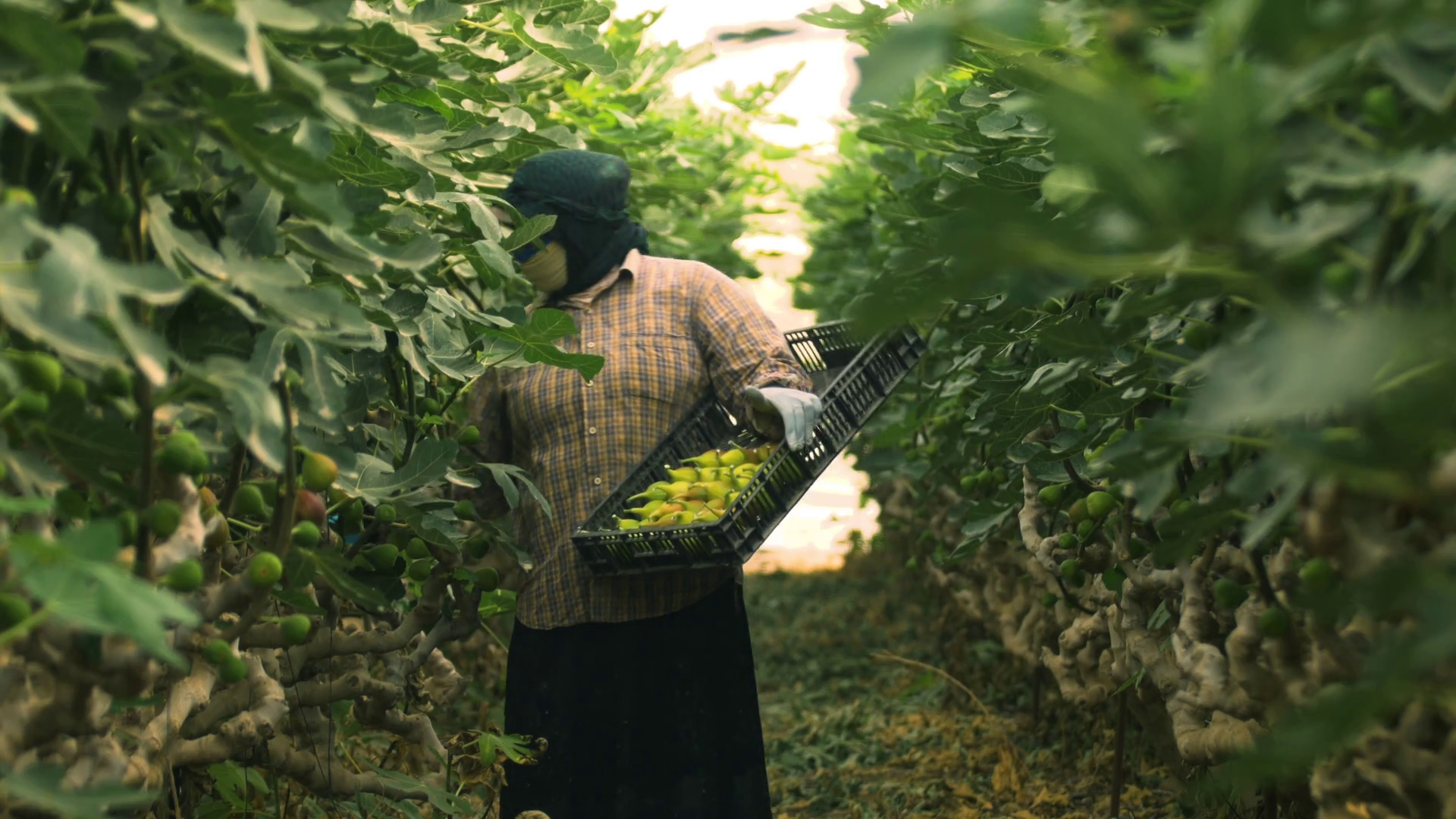 The Harvest Of Figs In Israel Palestinian Stock Footage SBV-313931667 ...