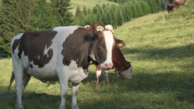 Cow Stock Footage: Royalty-Free Video Clips - Storyblocks