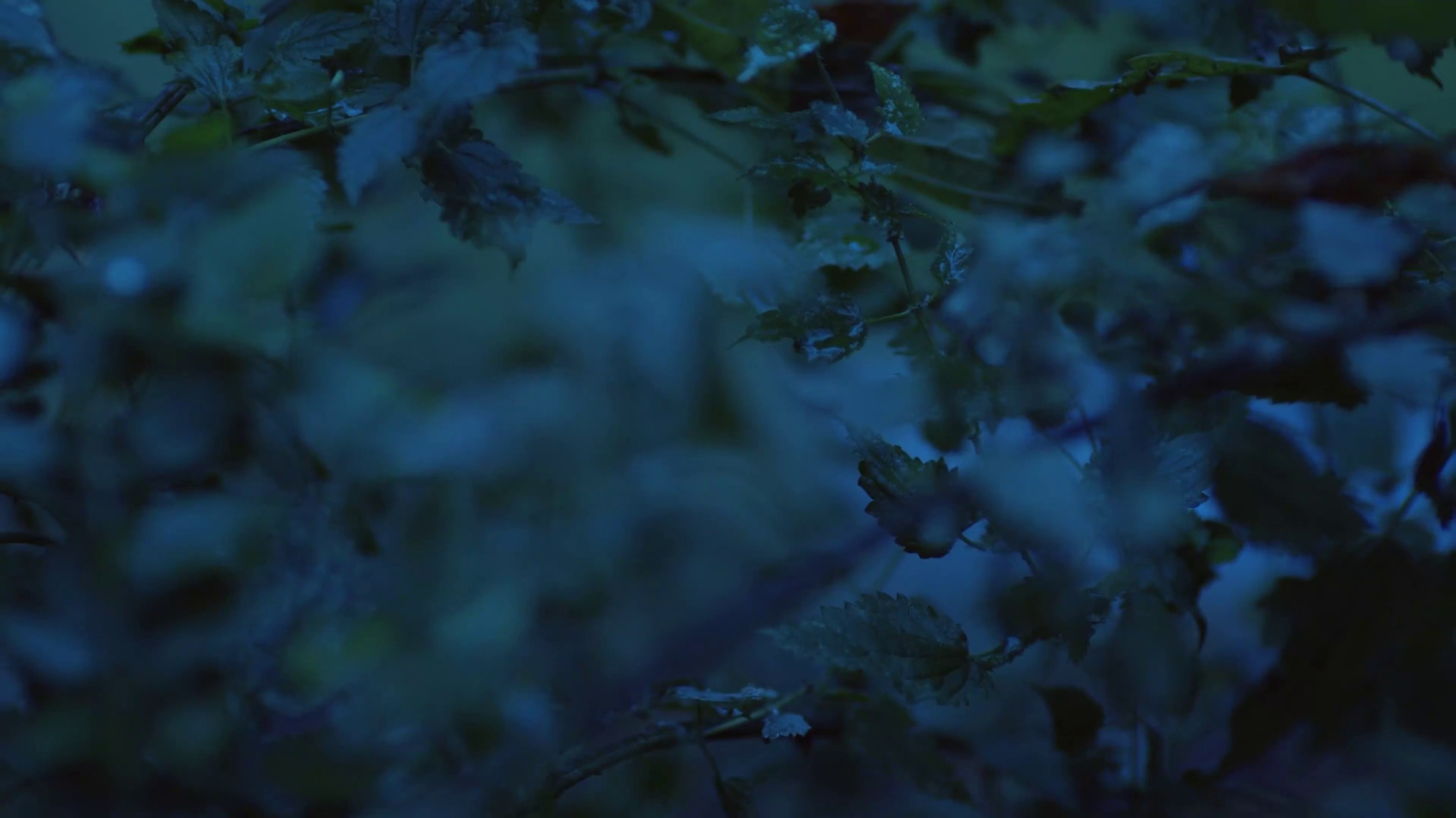 Exploring Enigmatic World Of Swamp Algae In Stock Footage SBV-348476900 ...