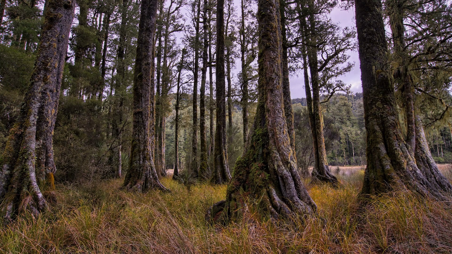 Primal Earth Images Native Forest Whirinaki Stock Footage SBV-317183189 ...