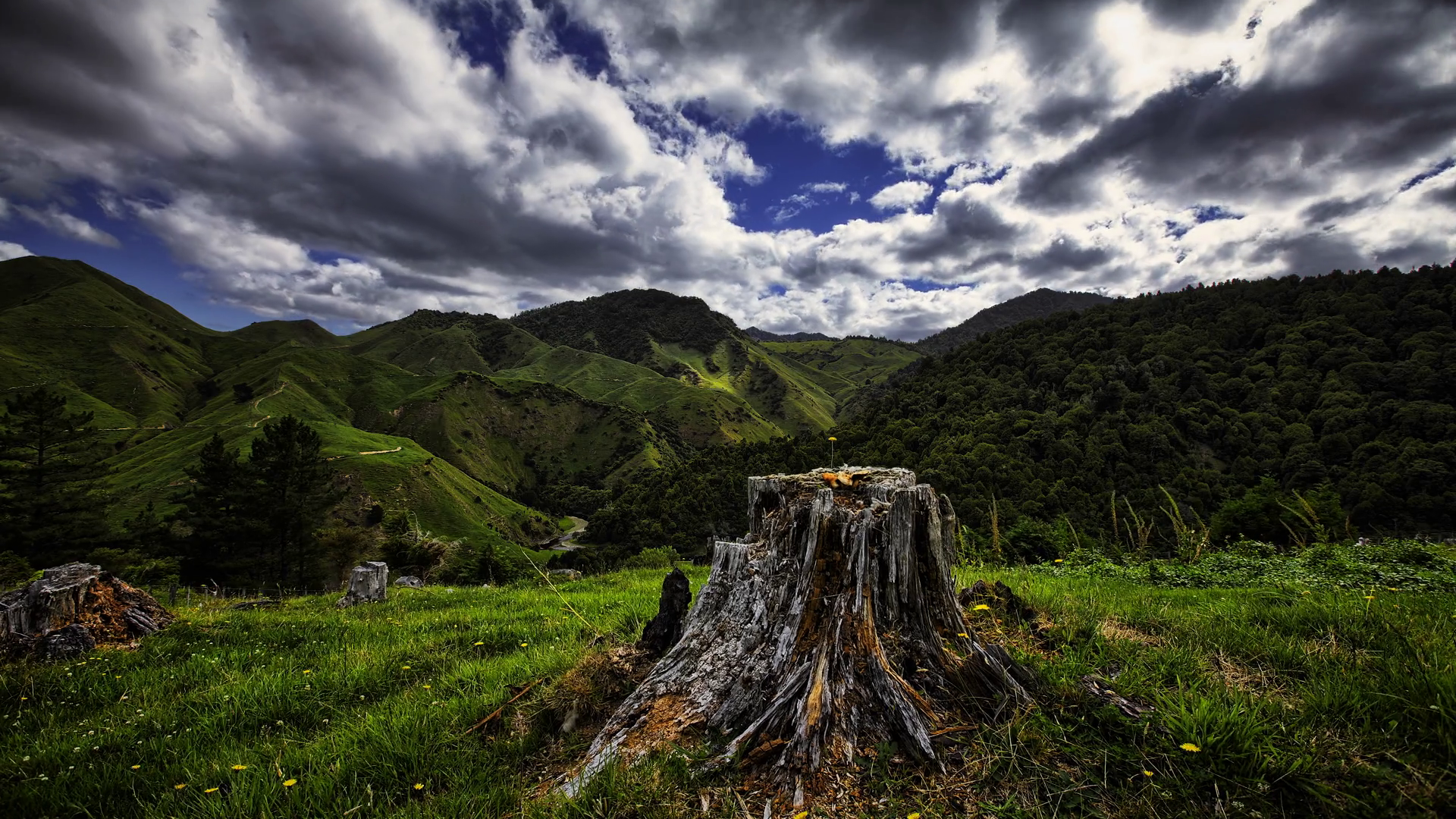 Primal Earth Images Sheep Farm Station Stock Footage SBV-317182149 ...