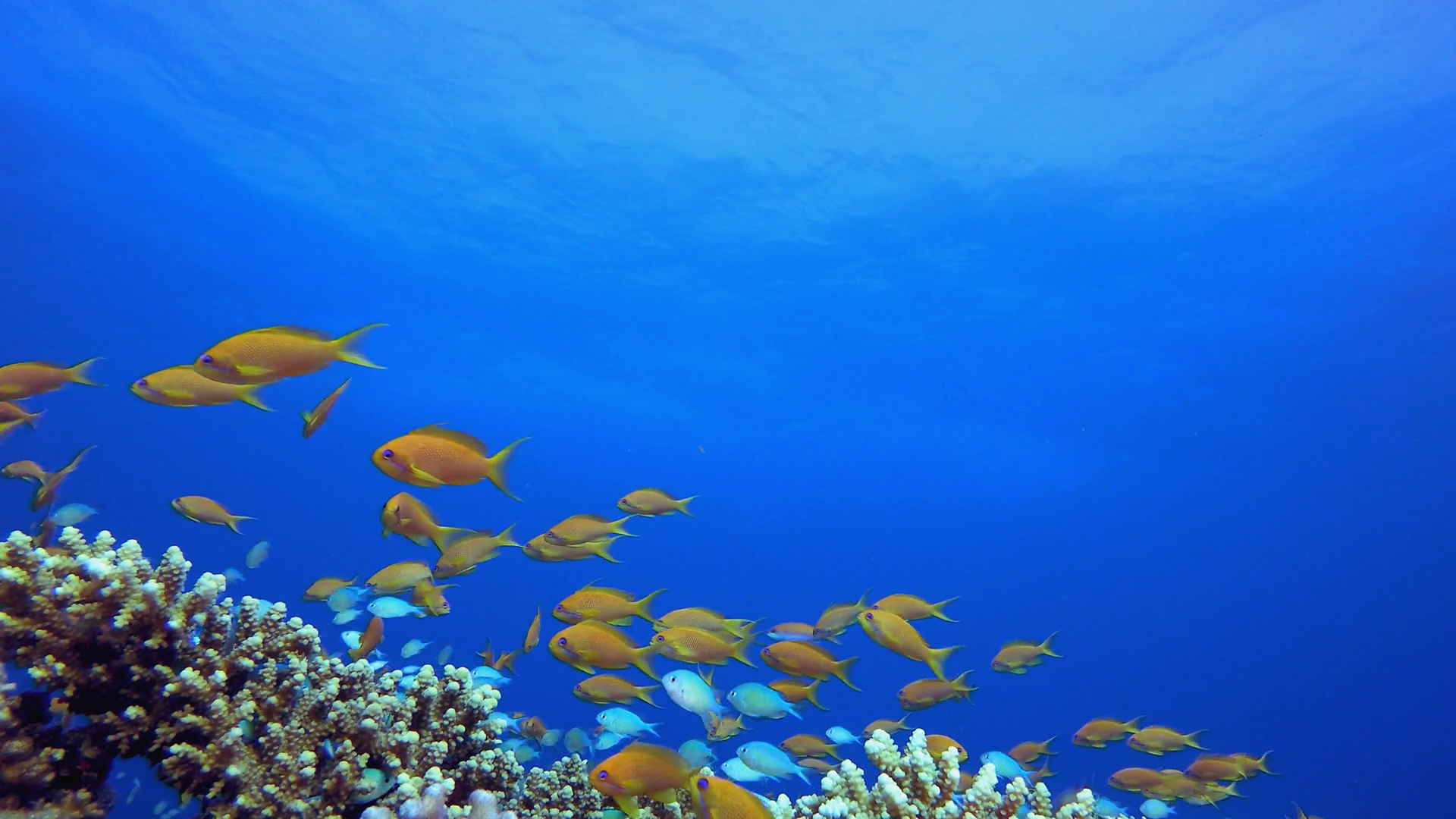 Blue Water Coral Reef Fish Stock Footage SBV-352330757 - Storyblocks