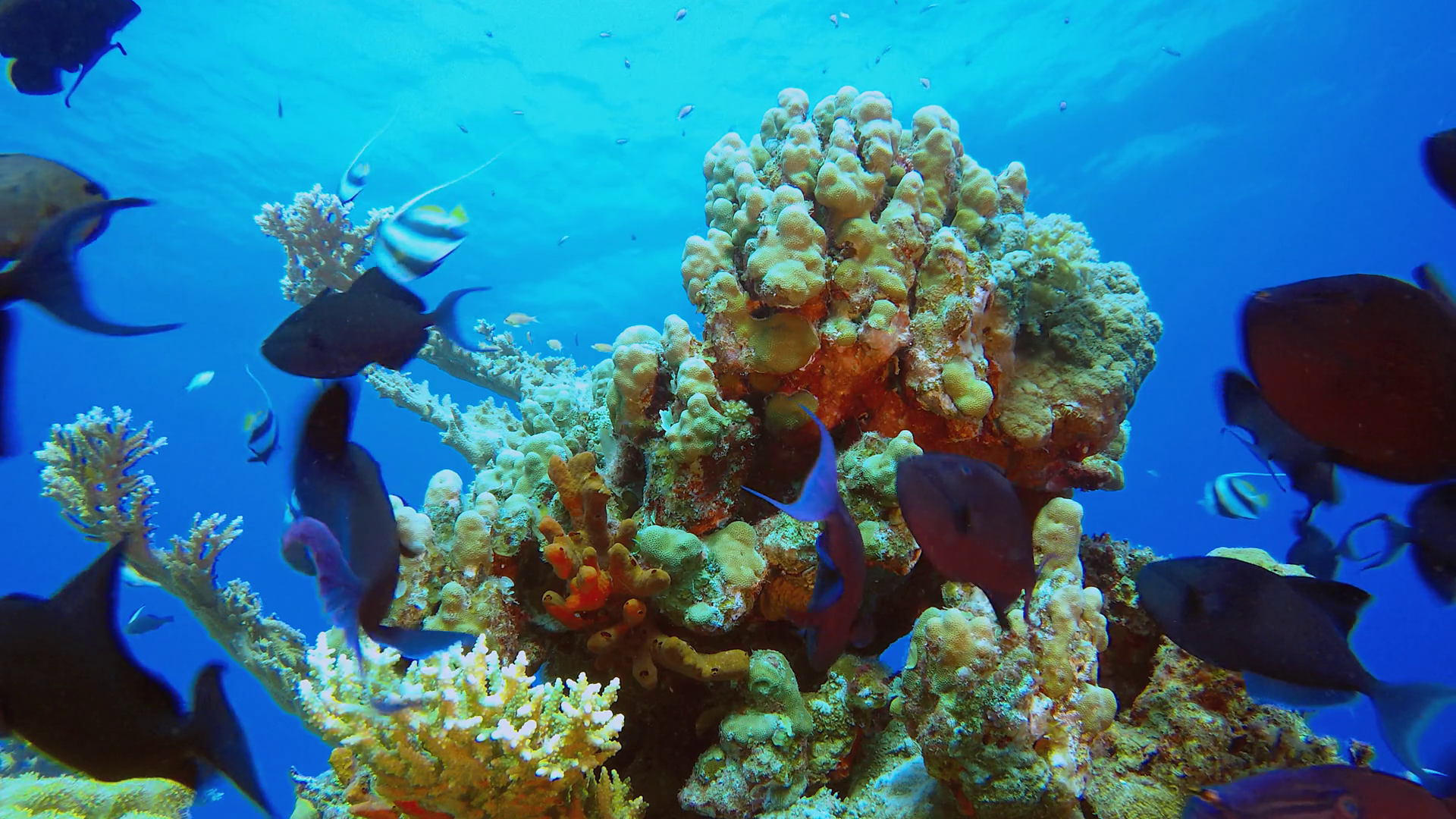 Underwater Marine Life Scene With Reef Stock Footage SBV-351933040 ...