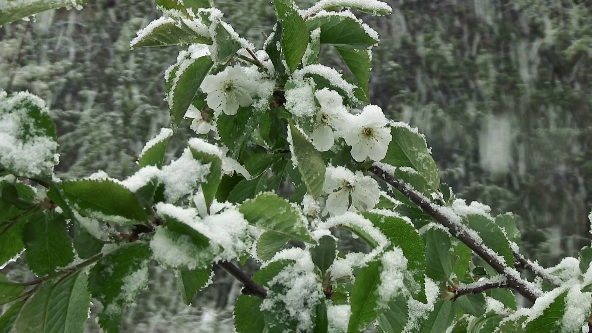 Snow Is Spring Wet Snow Falls On Green Stock Footage SBV-314883652 ...