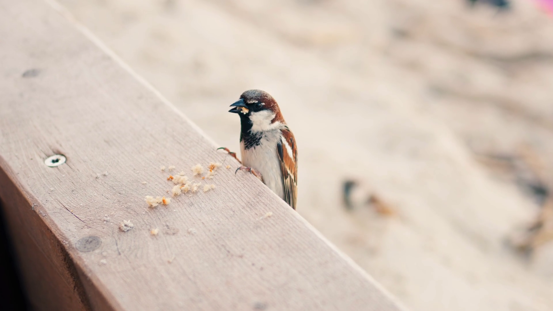 Close Up Of Sparrow Eating Crumbs On Blurred Stock Footage SBV ...