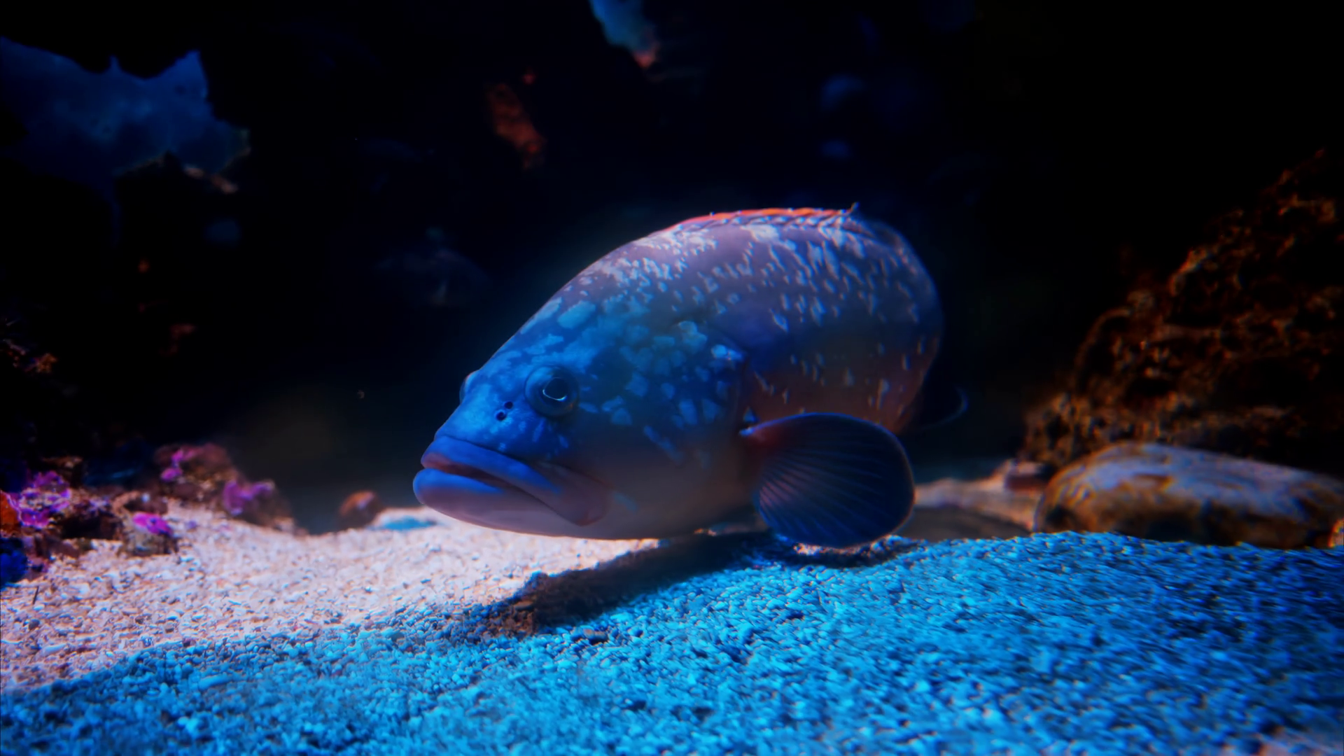 Close Up Of Grouper Fish Swimming Near Coral Stock Footage SBV ...