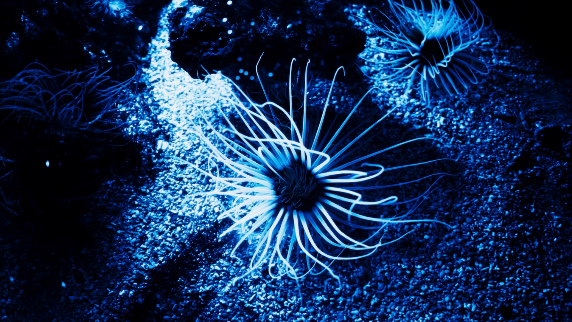 Close Up Of Sea Anemones Glowing In Dark Stock Footage SBV-352257503 ...