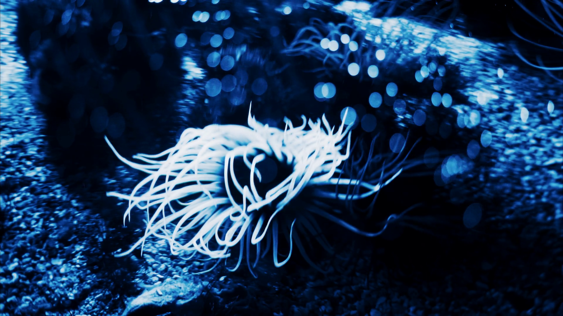 Close Up Of Sea Anemones Glowing In Dark Stock Footage SBV-352257523 ...