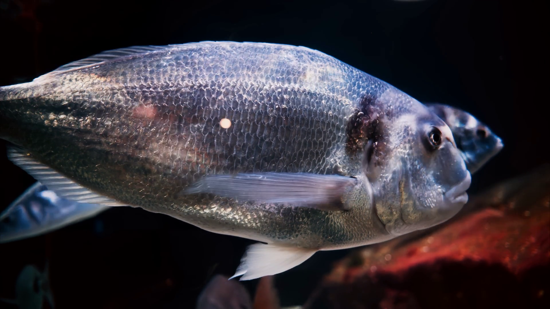 Close Up Of Gilt-head Bream Fish Swimming Stock Footage SBV-352257612 ...