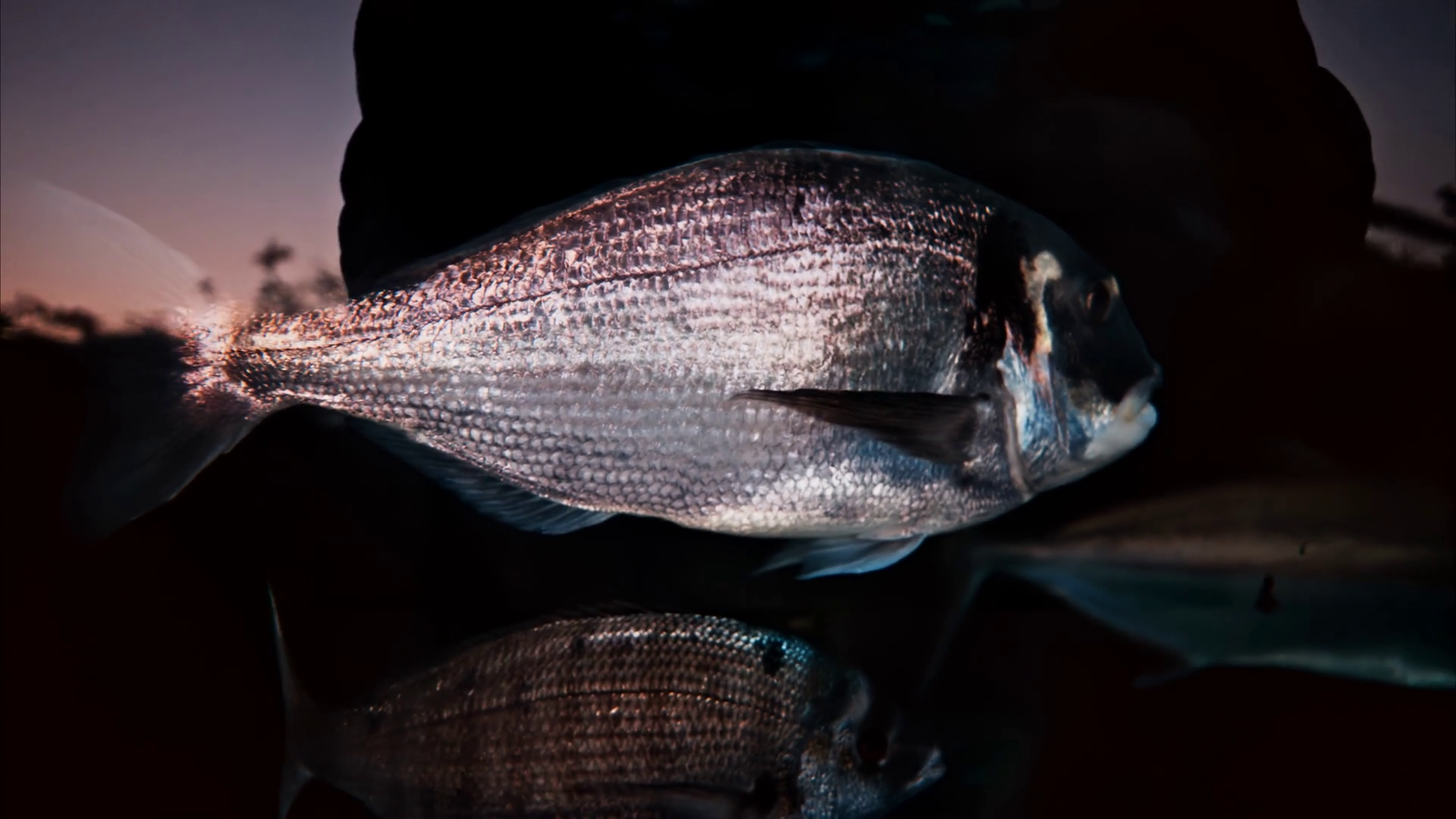 Close Up Of Gilt-head Bream Fish Swimming Stock Footage SBV-352249817 ...