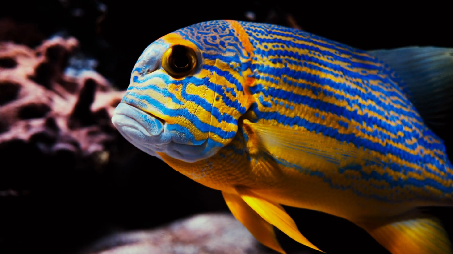 Close Up Of Sailfin Snapper Fish Swimming Stock Footage SBV-352250767 ...